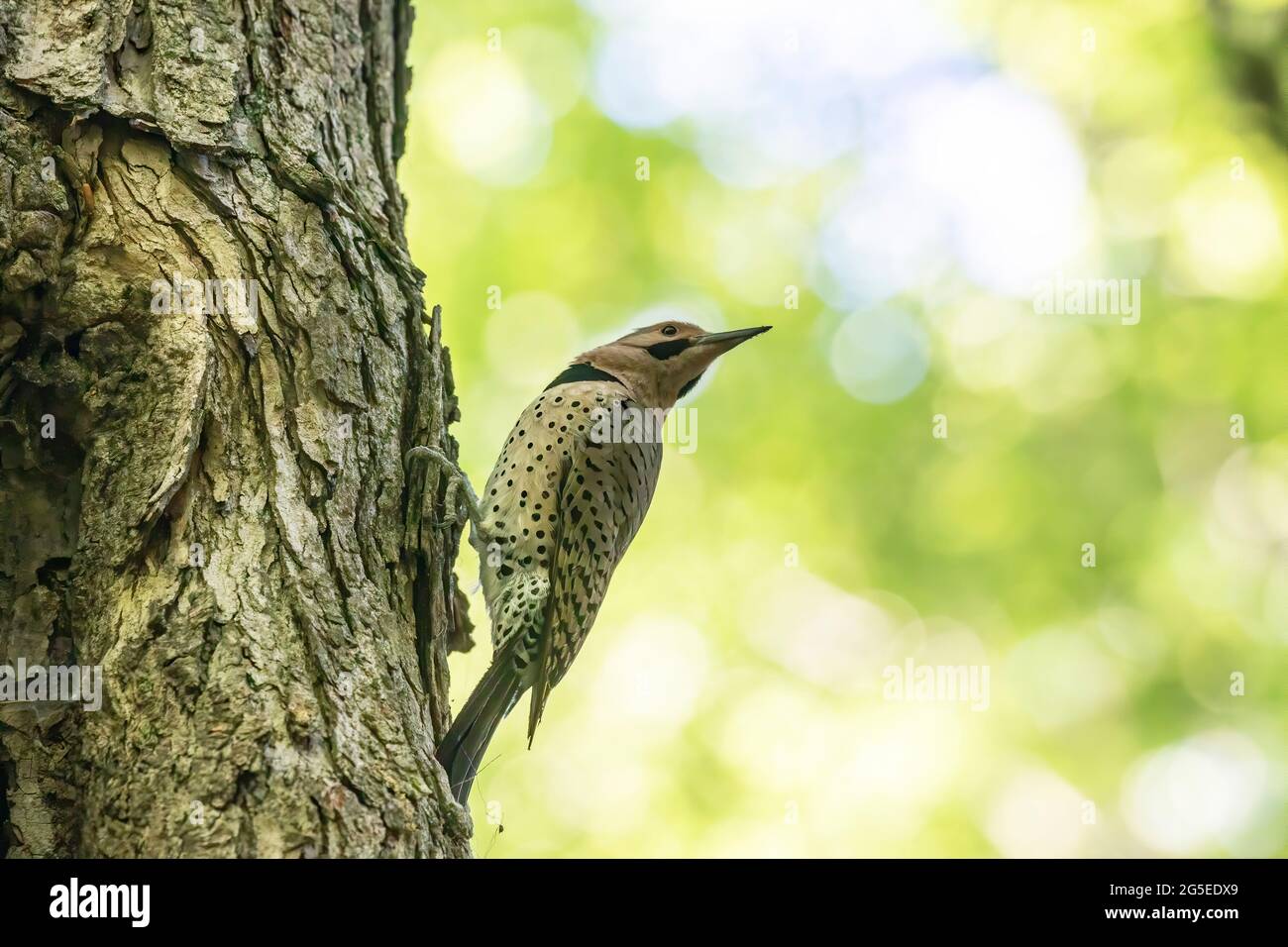 The northern flicker (Colaptes auratus). Is woodpecker native to most ...