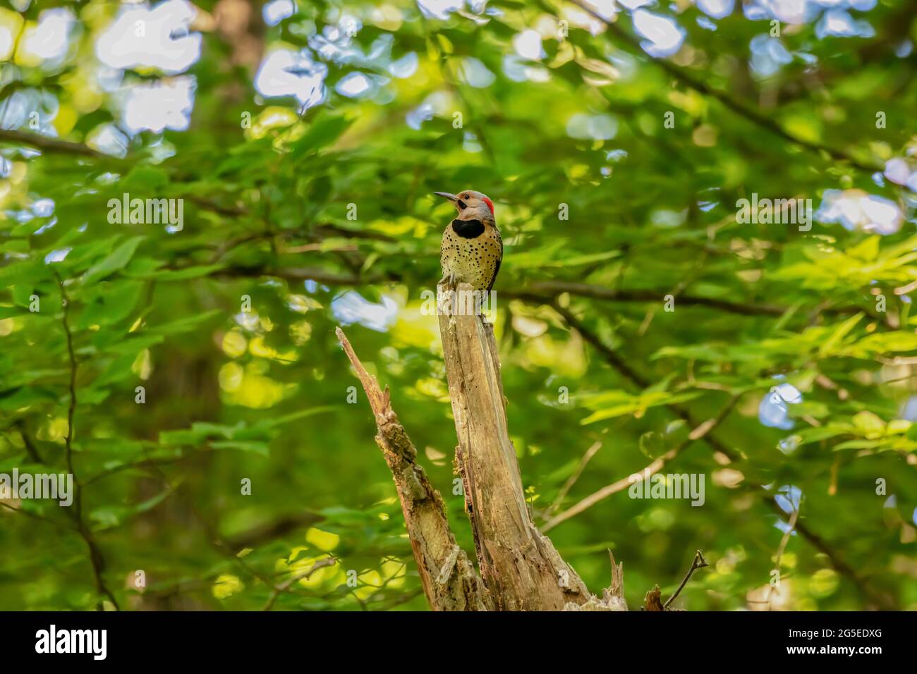 The northern flicker (Colaptes auratus). Is woodpecker native to most ...