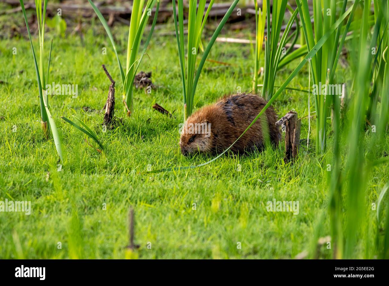 Floating muskrat (Ondatra zibethicus). Rodent native to North America ...