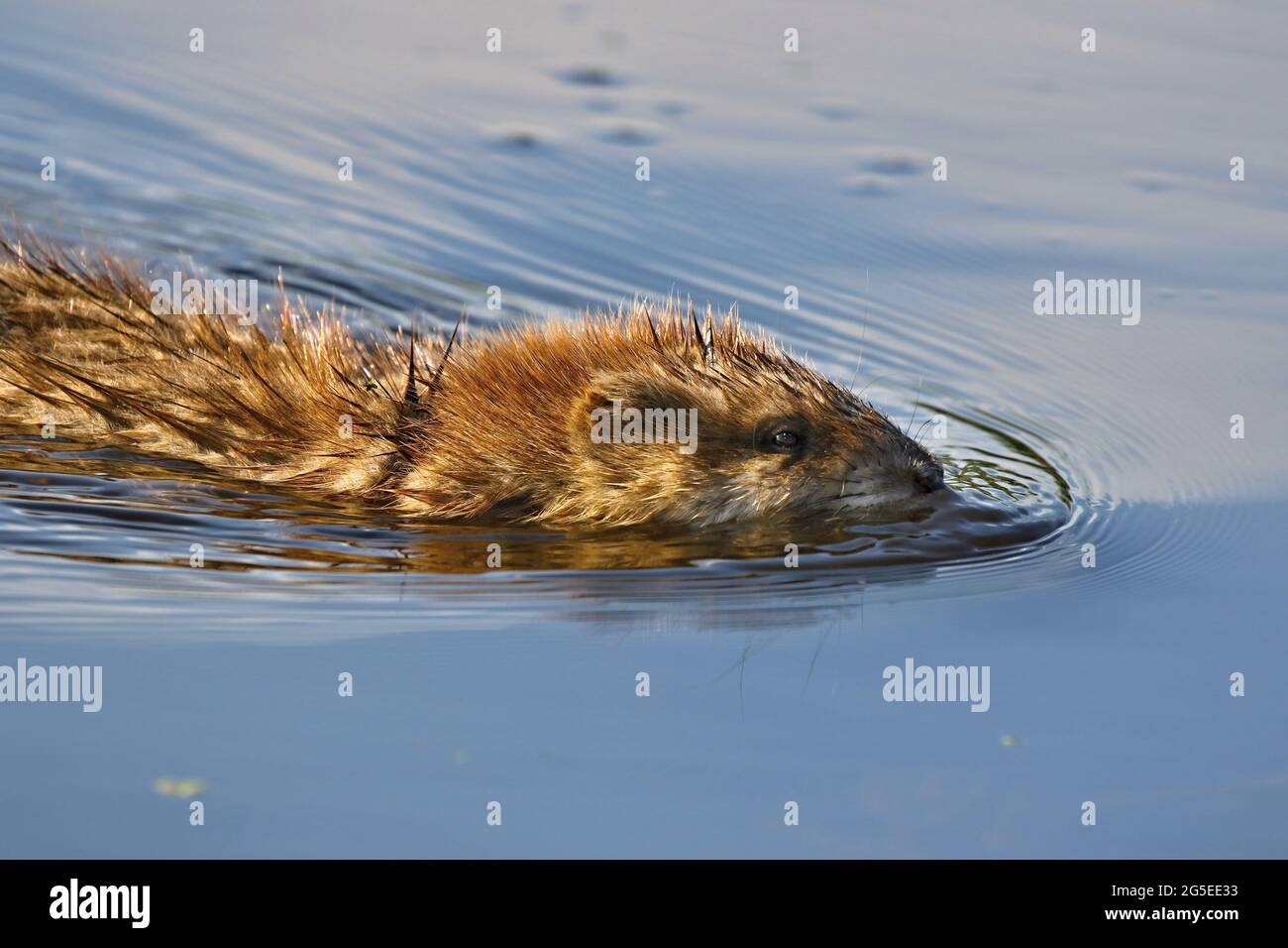Floating muskrat (Ondatra zibethicus). Rodent native to North America ...