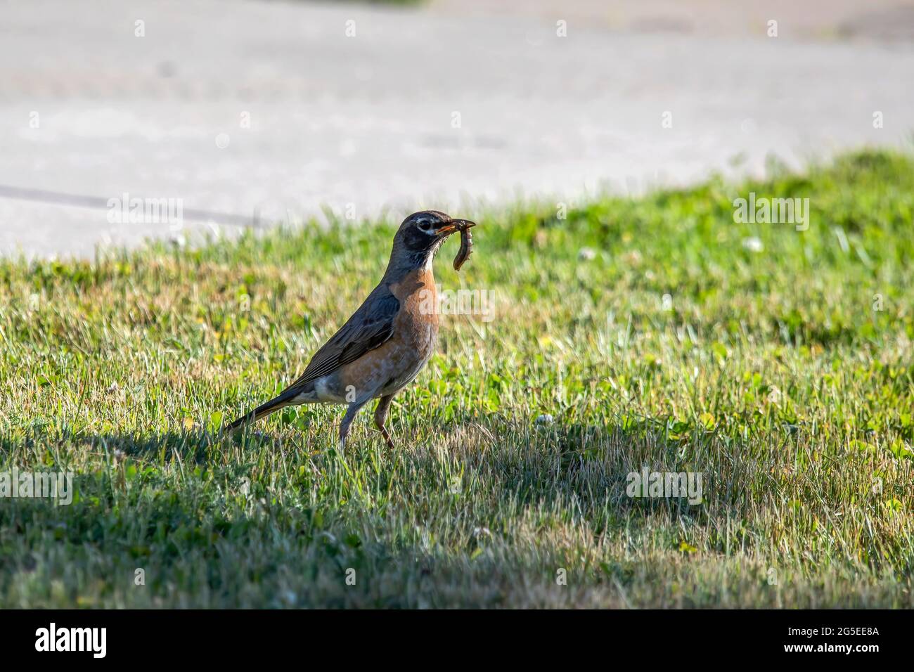 The American robin in search of food for young Stock Photo - Alamy