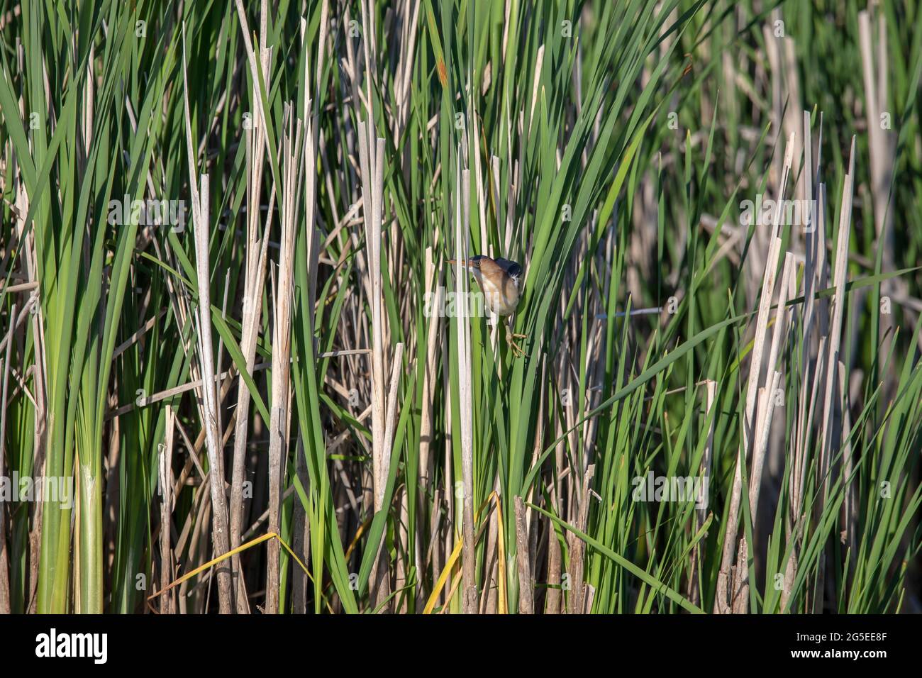 Smallest herons hi-res stock photography and images - Alamy