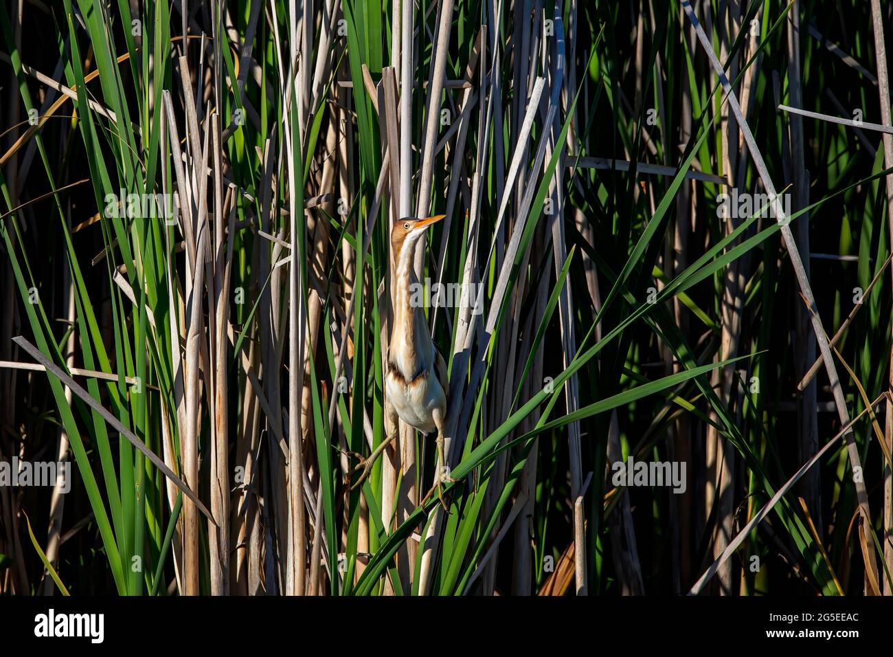 Smallest heron hi-res stock photography and images - Alamy