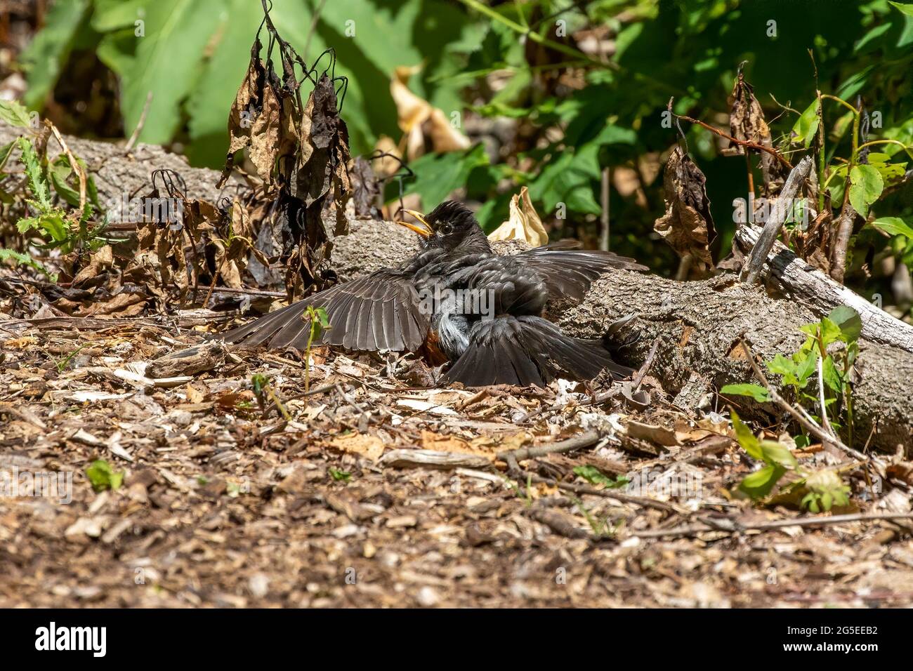 The American robin, at extreme temperatures the bird sets feathers to ...