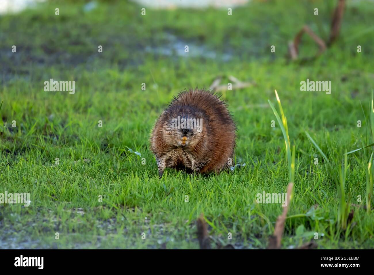 The muskrat (Ondatra zibethicus). Rodent native to North America Stock ...