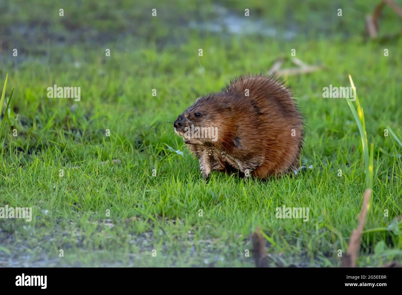 North american river otter trapping hi-res stock photography and images ...