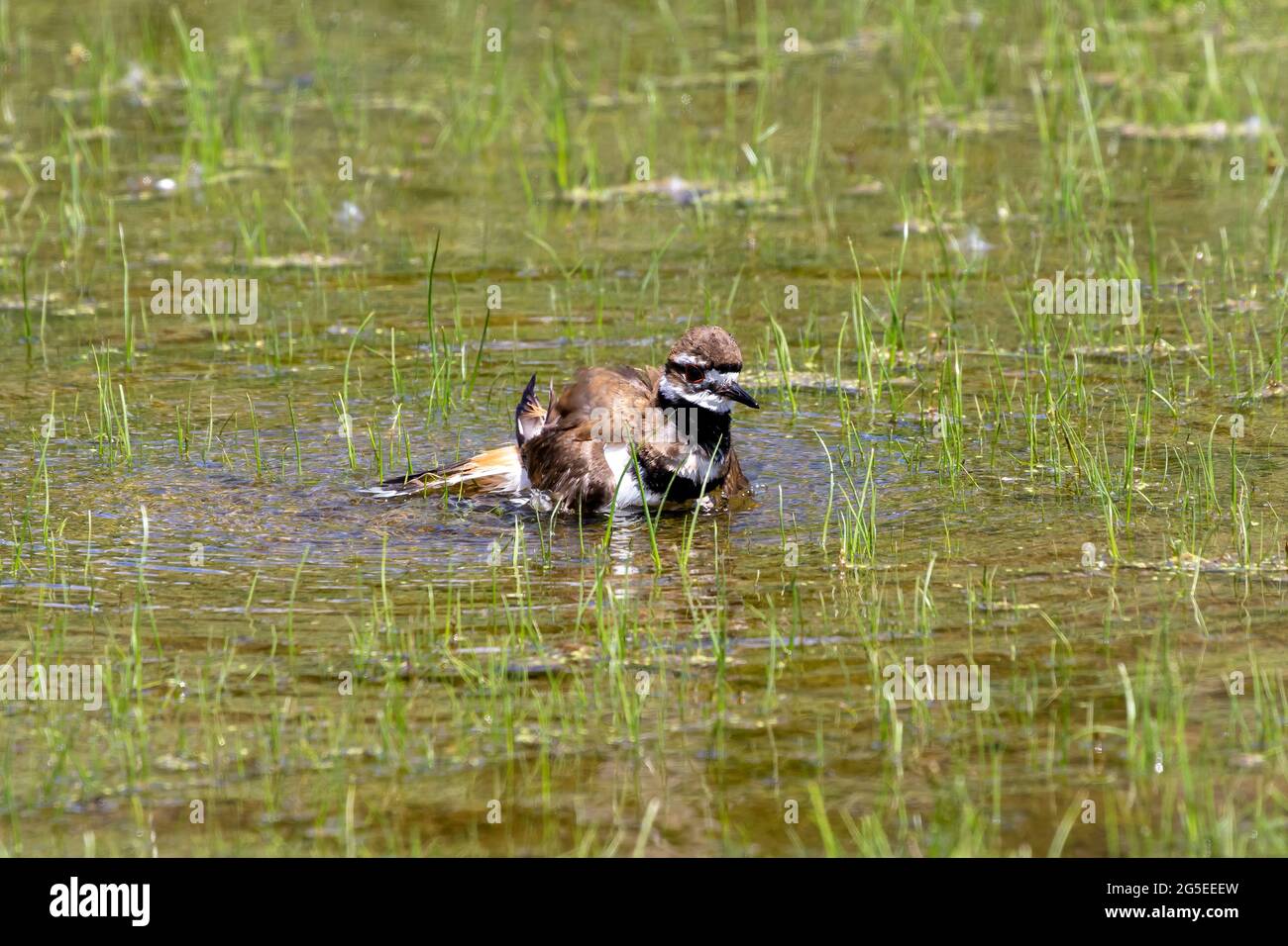 Migratory birds of the americas hi-res stock photography and images - Alamy