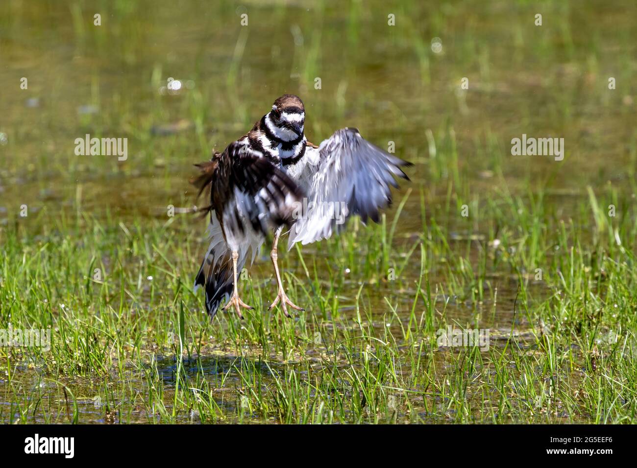 The killdeer (Charadrius vociferus) , Americas large plover in shalow ...
