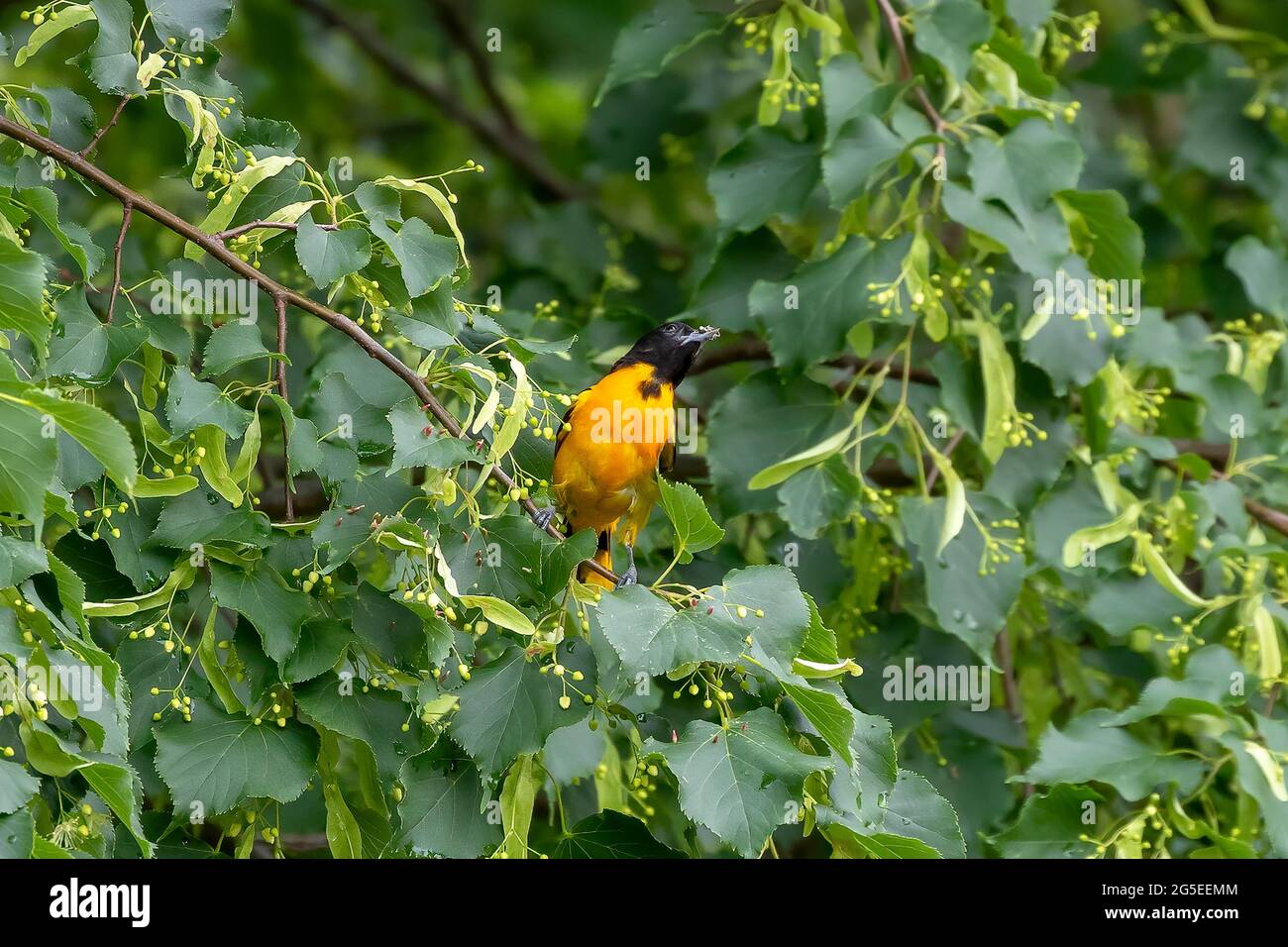 Northern Baltimore Oriole High Resolution Stock Photography and Images ...