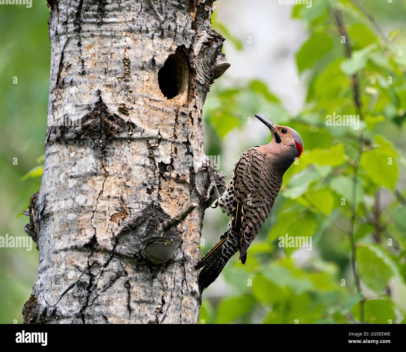 Northern Flicker bird close-up view perched by its nest cavity entrance ...