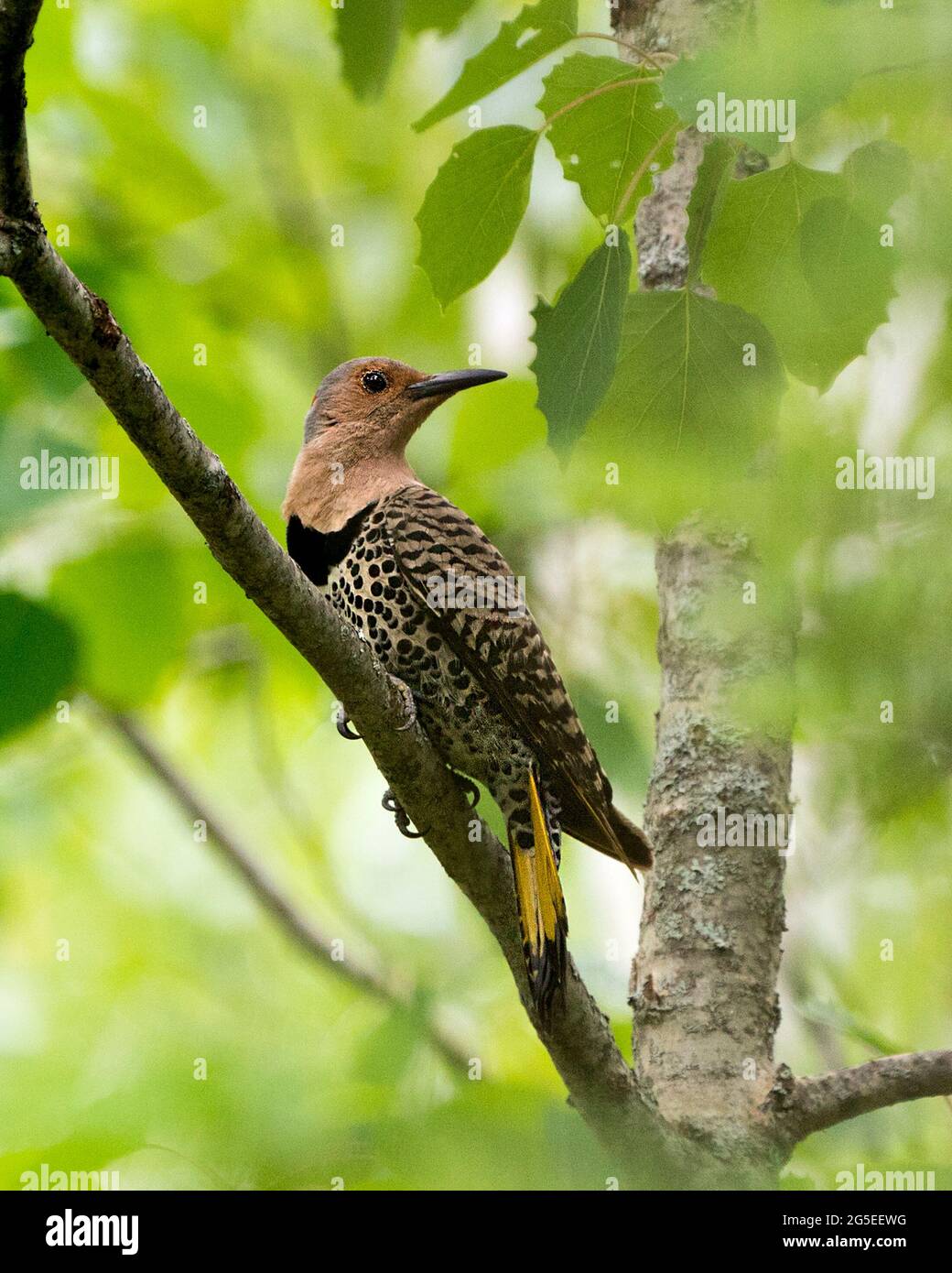 Northern Flicker female bird perched on a branch with green blur ...