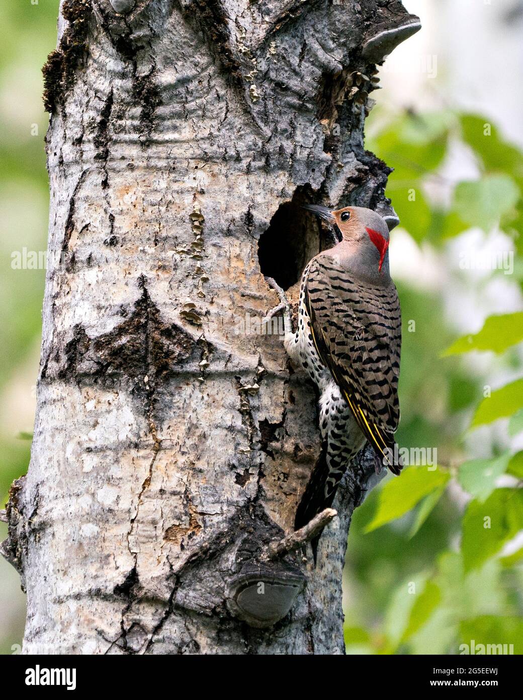 Northern flicker nest cavity hi-res stock photography and images - Alamy