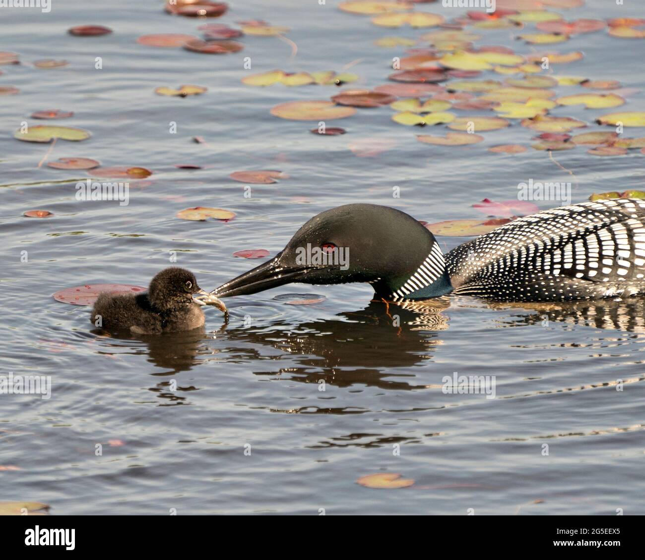 Common Loon and baby chick loon swimming in pond and celebrating the ...