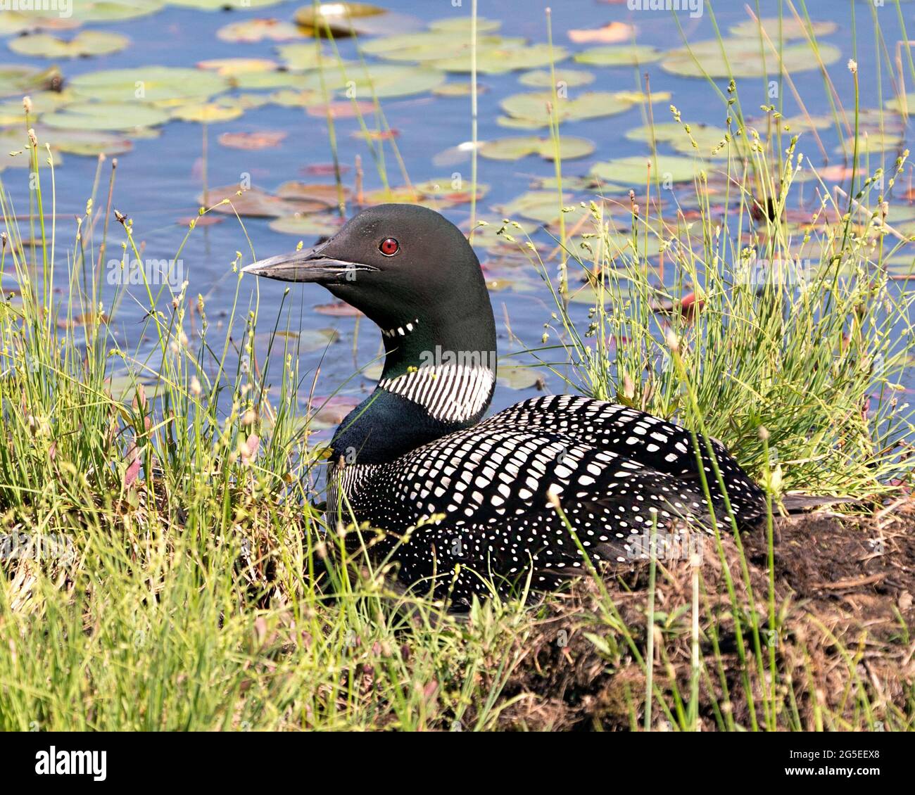 Common Loon close-up view nesting on its nest with marsh grasses, mud ...