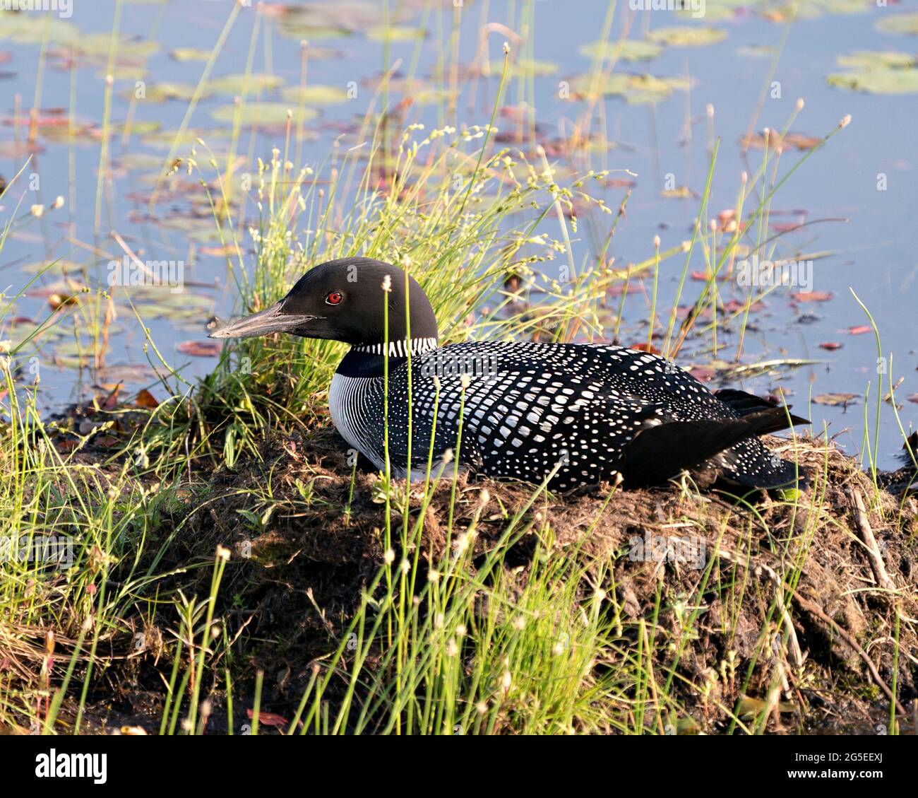 Common loon picture book bird image hi-res stock photography and images - Alamy