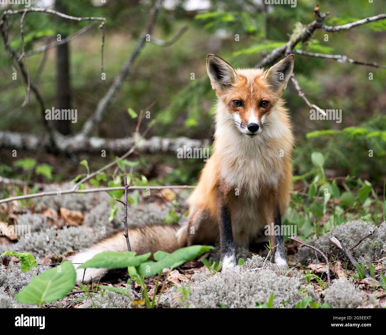 Pic picture image hi-res stock photography and images - Alamy