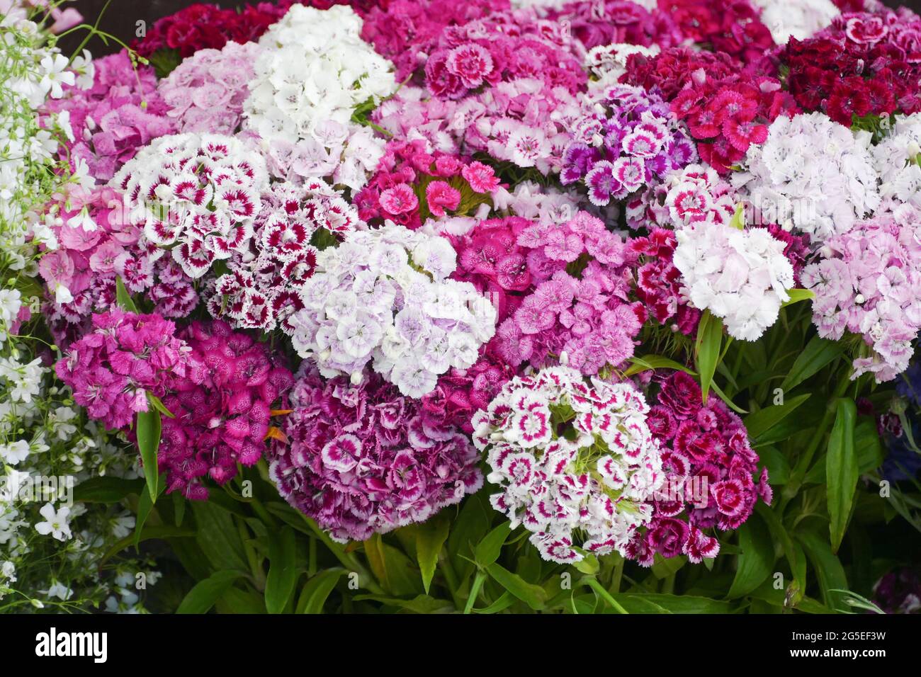 Red hortensia hi-res stock photography and images - Alamy