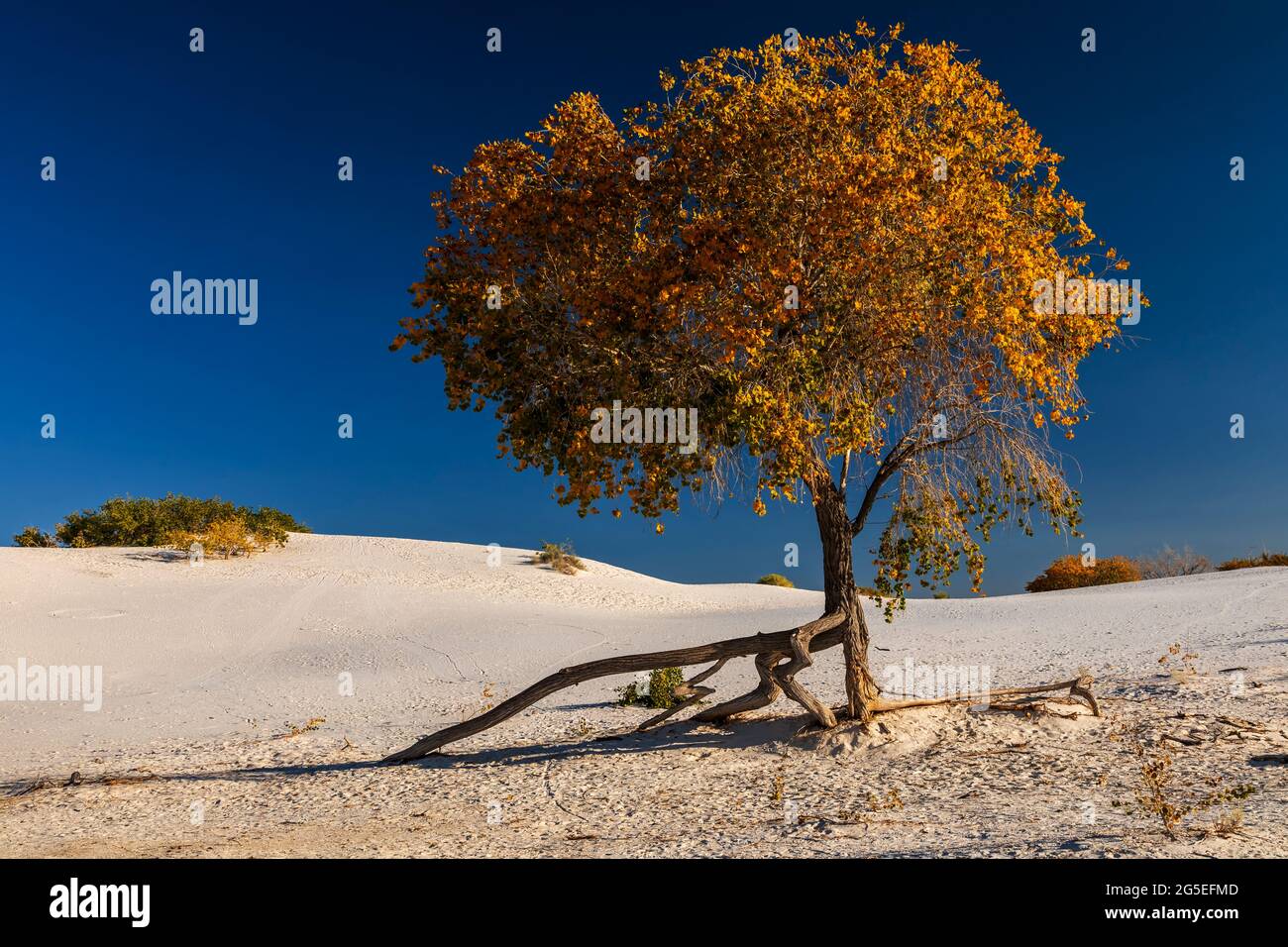 Rio Grande Cottonwood (Populus deltoids wizlizenii) with fall colors in ...