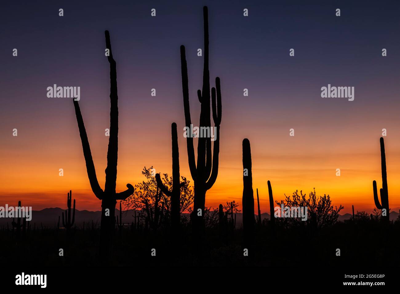 Saguaro Cactus (Carnegiea gigantea) at sunset in Saguaro National Park ...