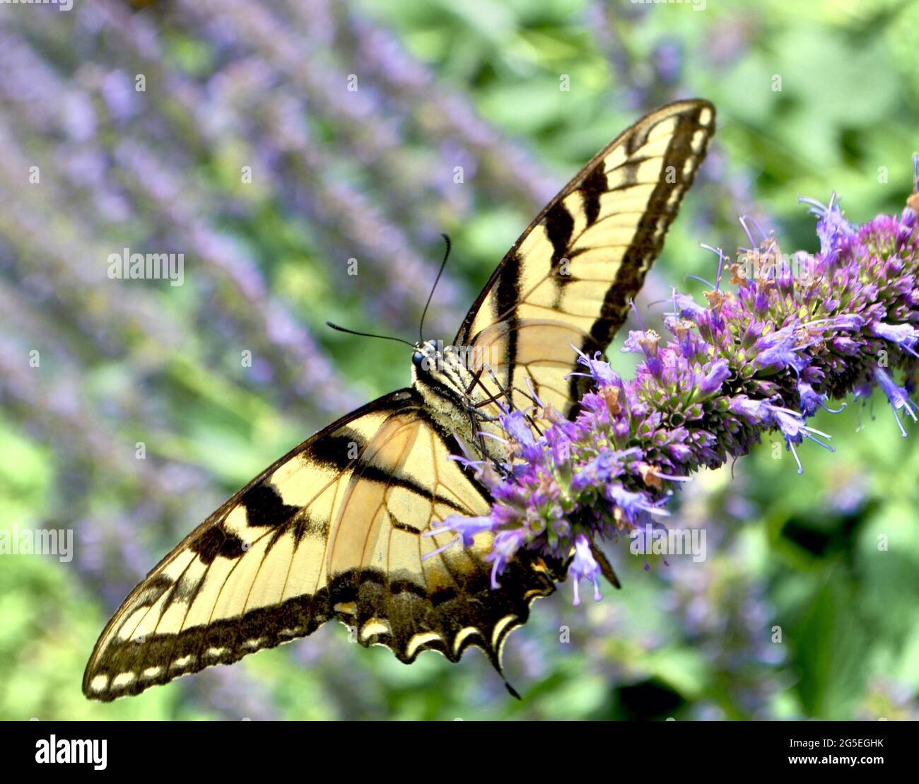 A unique view of an Eastern Tiger Swallowtail butterfly (Papilio ...