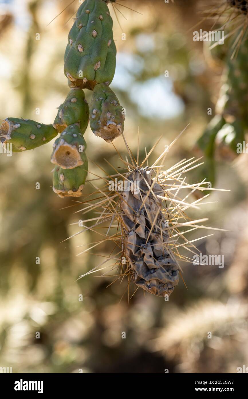 Chain link cholla cactus hi-res stock photography and images - Alamy