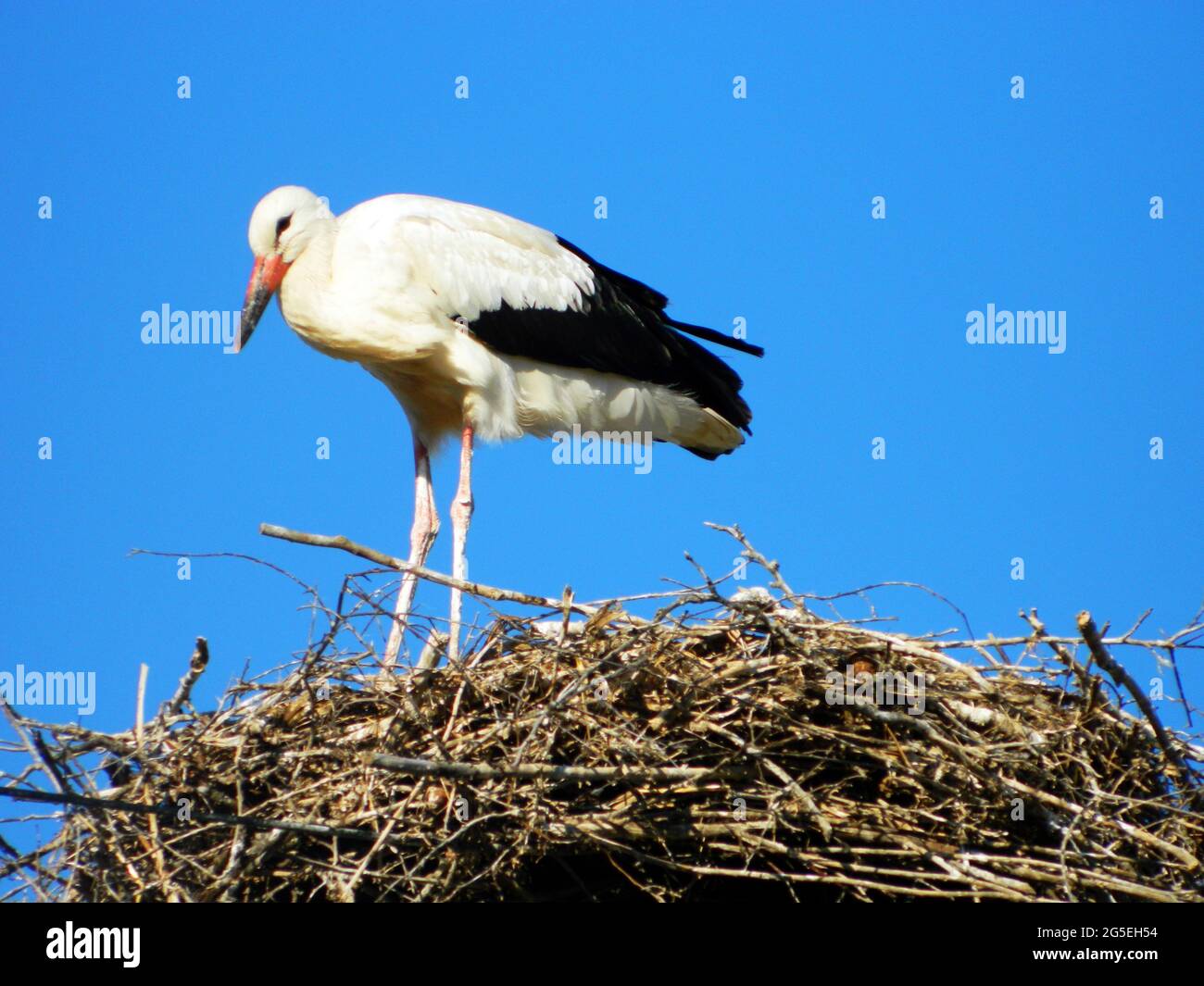 A beautiful white stork under a clear blue sky, standing by its nest ...