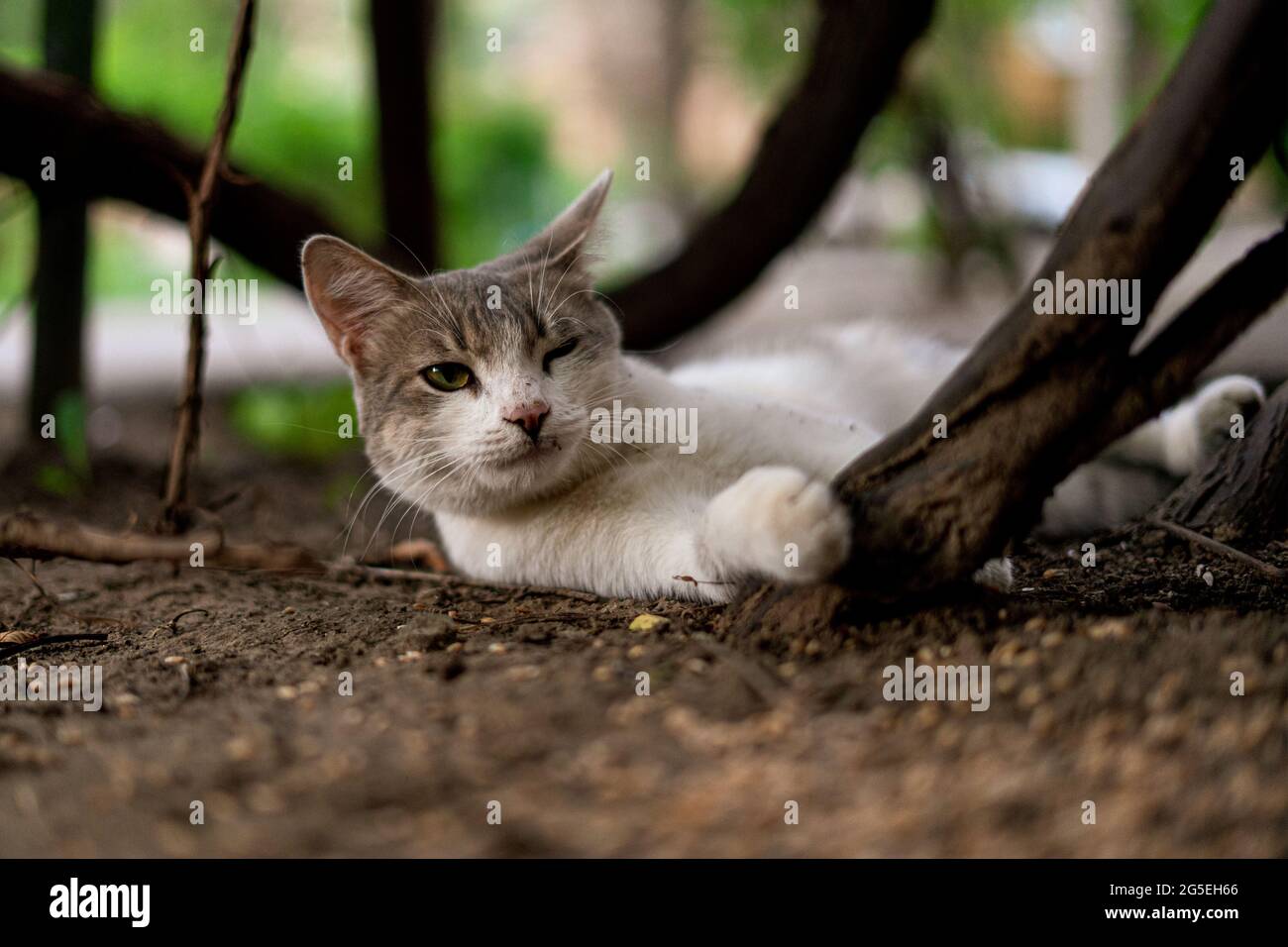 funny curious cat of white and grey color chillin and playing outdoors ...