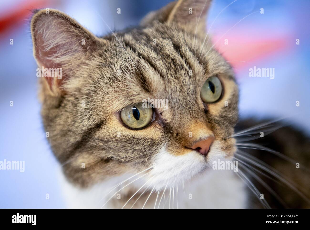 Munich, Germany. 23rd June, 2021. A domestic cat sits in her cat room ...