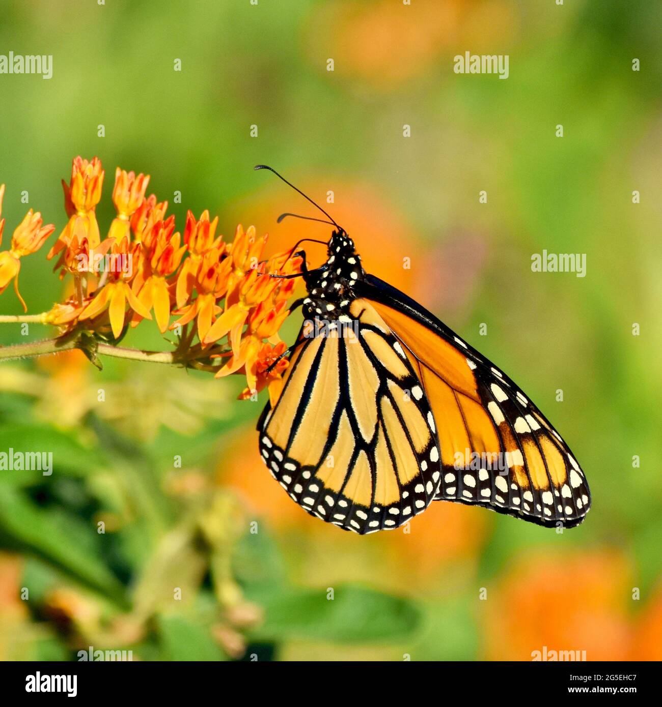Butterfly weed asclepias tuberosa hi-res stock photography and images ...