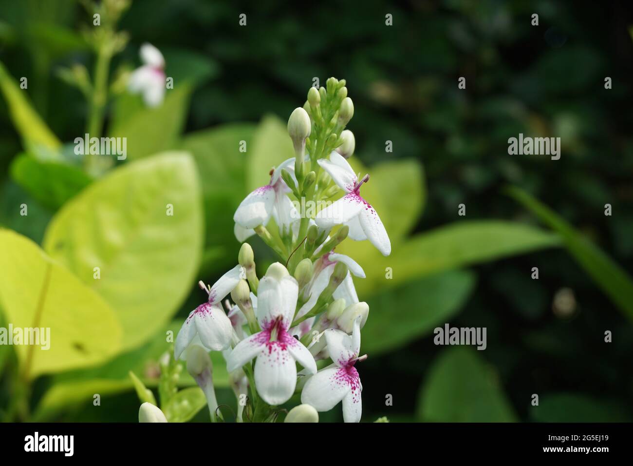 Pseuderanthemum Reticulatum (Japanese jasmine, melati jepang) with a ...