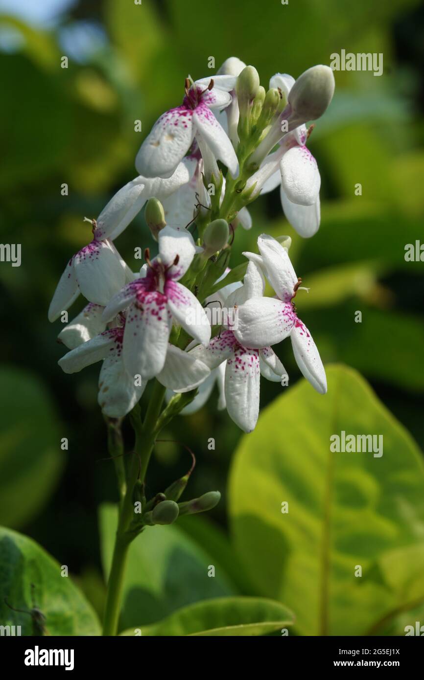 Pseuderanthemum Reticulatum (Japanese jasmine, melati jepang) with a ...