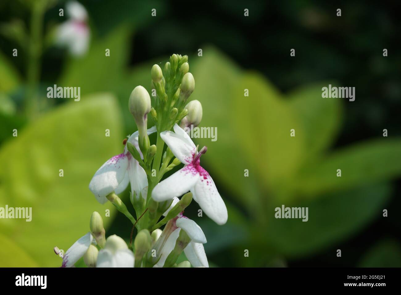 Pseuderanthemum Reticulatum (Japanese jasmine, melati jepang) with a ...