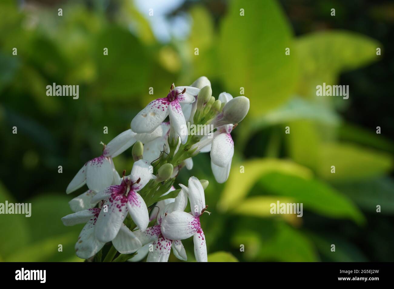 Pseuderanthemum Reticulatum (Japanese jasmine, melati jepang) with a ...