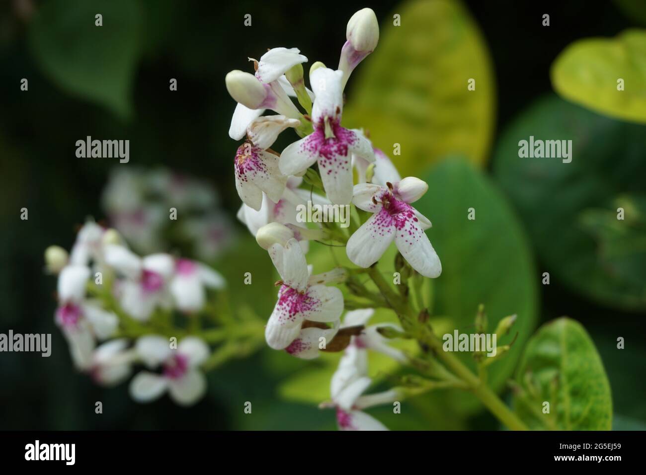 Pseuderanthemum Reticulatum (Japanese jasmine, melati jepang) with a ...