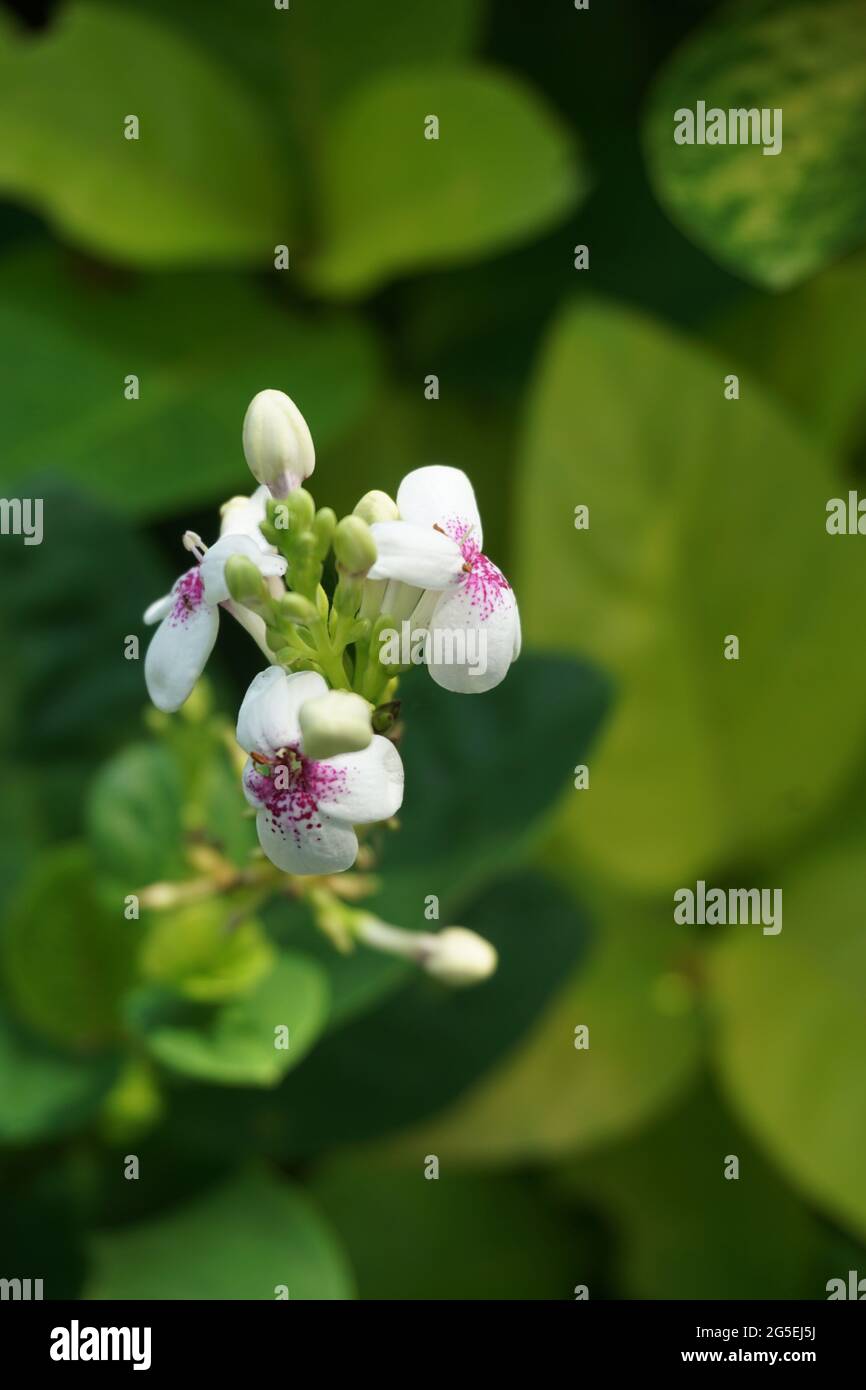 Pseuderanthemum Reticulatum (Japanese jasmine, melati jepang) with a ...