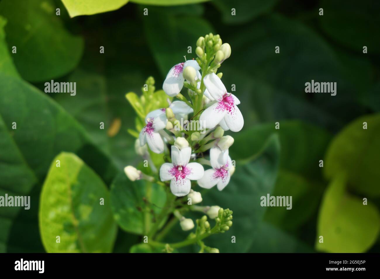 Pseuderanthemum Reticulatum (Japanese jasmine, melati jepang) with a ...
