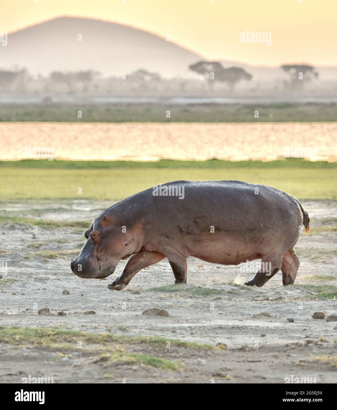 Large male hippo walking on sandy soil with grass, water body, and hill ...