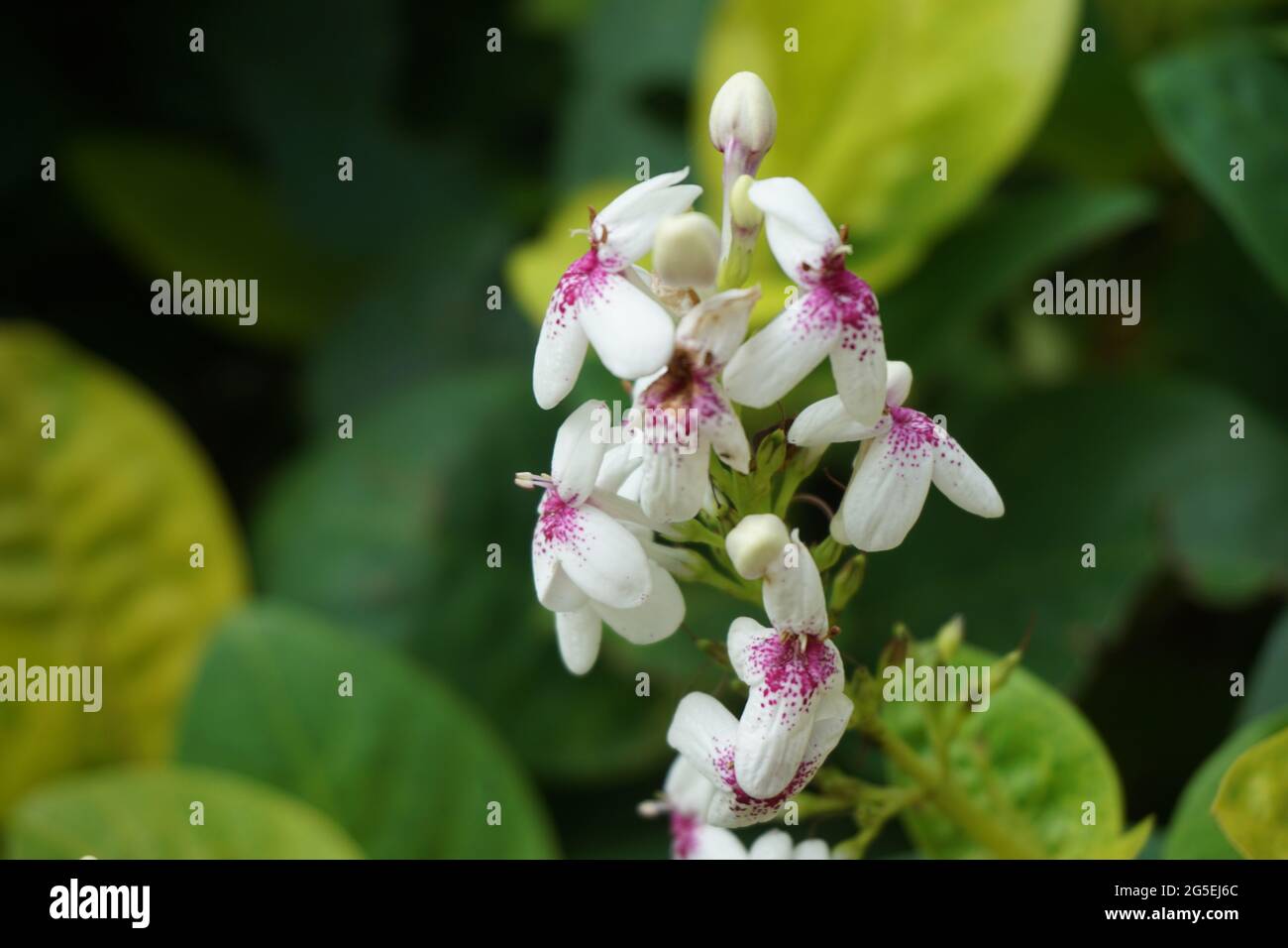 Pseuderanthemum Reticulatum (Japanese jasmine, melati jepang) with a ...