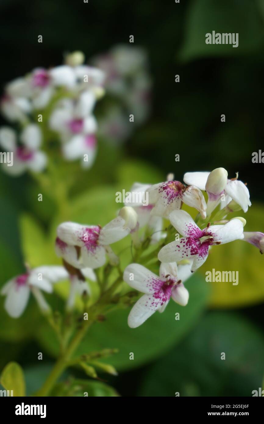 Pseuderanthemum Reticulatum (Japanese jasmine, melati jepang) with a ...