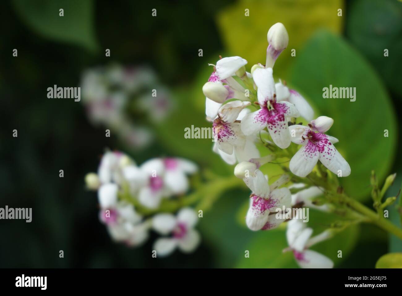 Pseuderanthemum Reticulatum (Japanese jasmine, melati jepang) with a ...