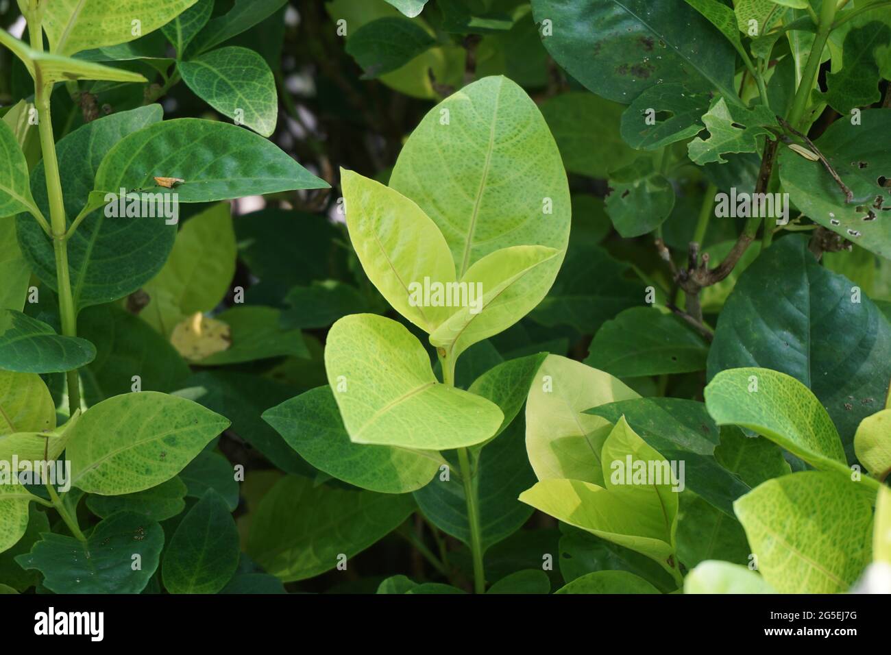Pseuderanthemum Reticulatum (Japanese jasmine, melati jepang) with a ...