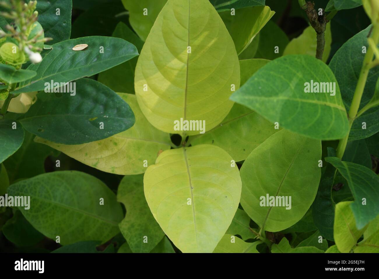Pseuderanthemum Reticulatum (Japanese jasmine, melati jepang) with a ...