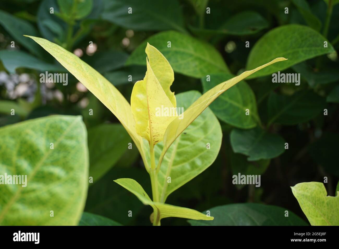 Pseuderanthemum Reticulatum (Japanese jasmine, melati jepang) with a ...