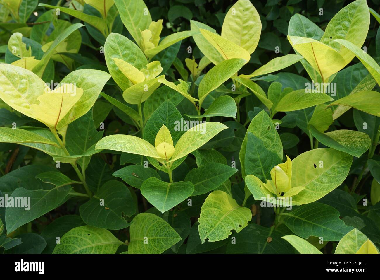Pseuderanthemum Reticulatum (Japanese jasmine, melati jepang) with a ...