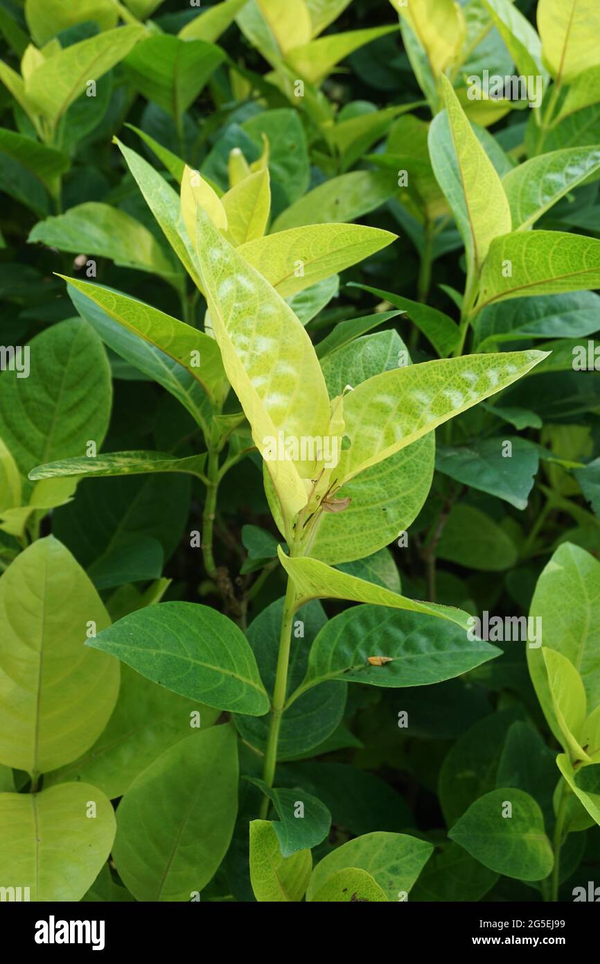 Pseuderanthemum Reticulatum (Japanese jasmine, melati jepang) with a ...
