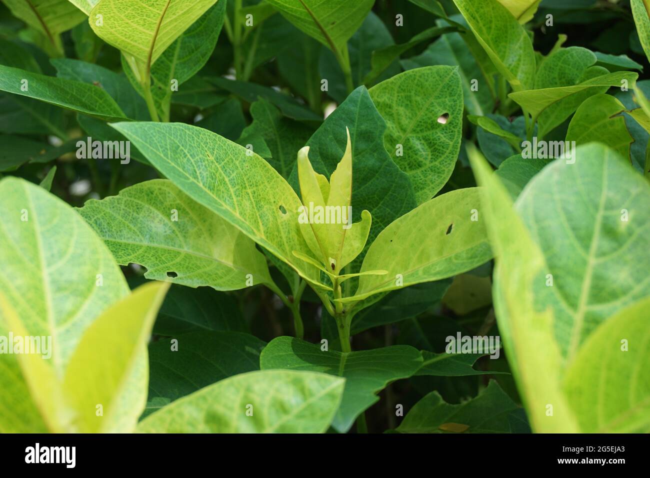 Pseuderanthemum Reticulatum (Japanese jasmine, melati jepang) with a ...