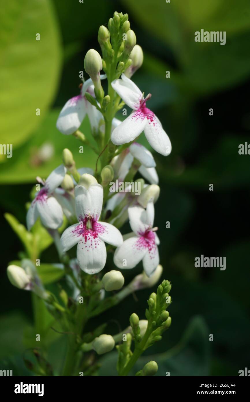 Pseuderanthemum Reticulatum (Japanese jasmine, melati jepang) with a ...