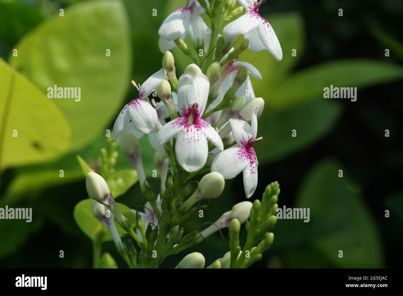 Pseuderanthemum Reticulatum (Japanese jasmine, melati jepang) with a ...