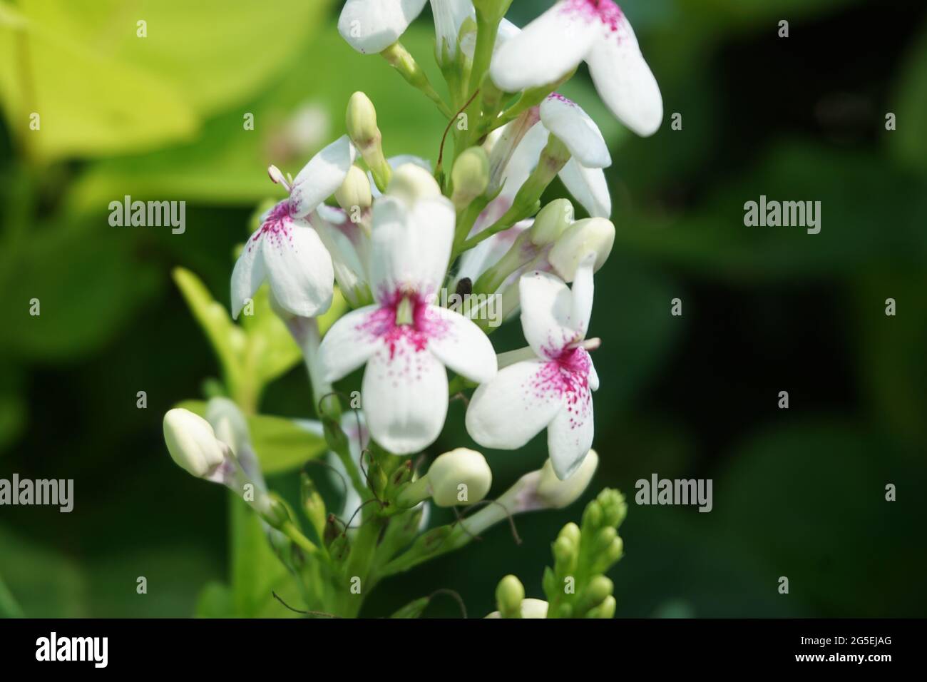 Pseuderanthemum Reticulatum (Japanese jasmine, melati jepang) with a ...