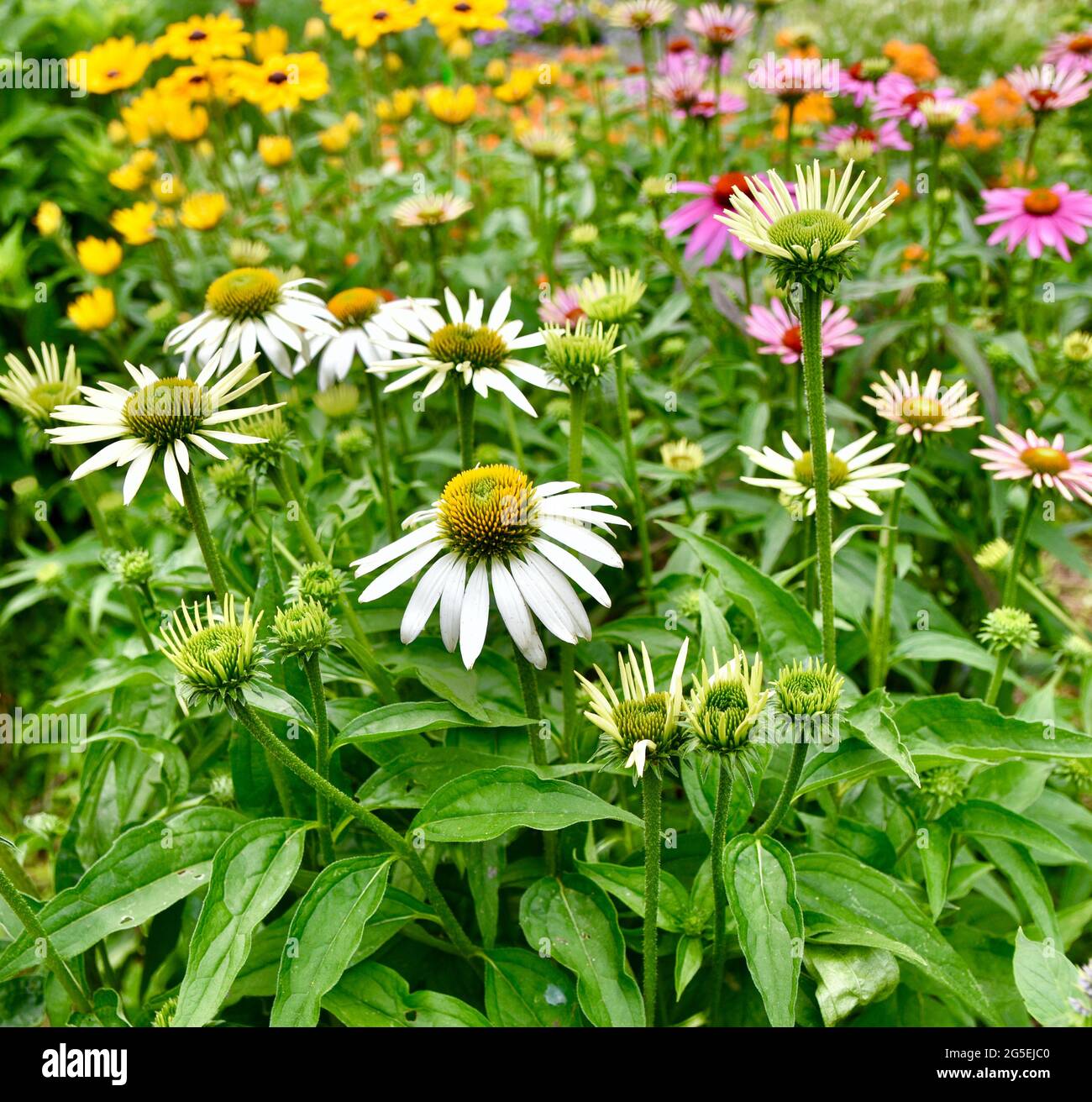 Pollinators field butterflies hi-res stock photography and images - Alamy